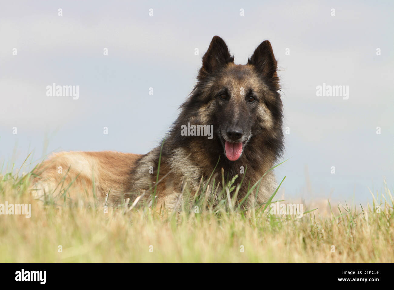 Berger belge de tervueren hi-res stock photography and images - Alamy