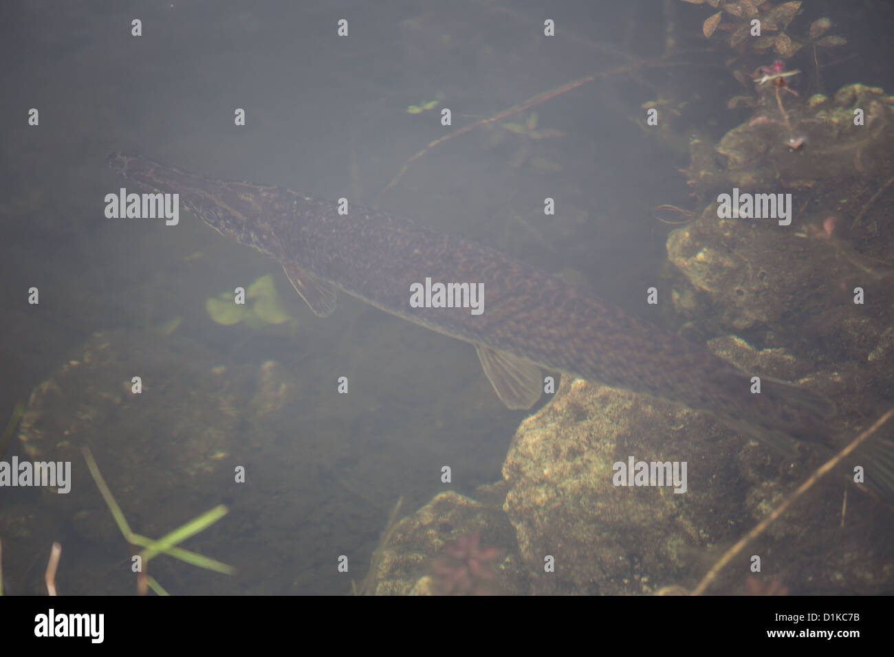 Gar in the water, Florida Everglades National Park Stock Photo - Alamy