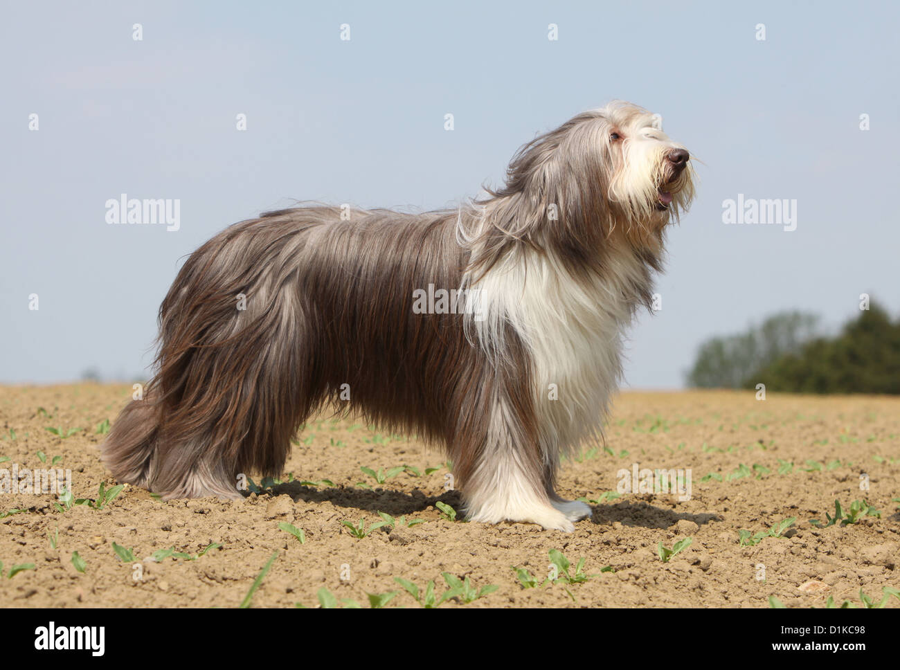 Dog Bearded Collie / Beardie adult standard profile Stock Photo - Alamy