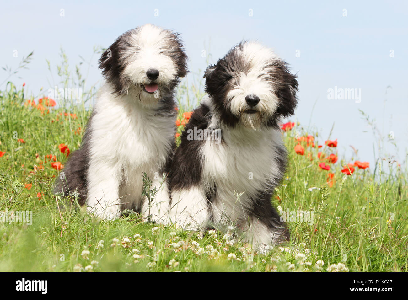 Bearded collie puppies hi-res stock photography and images - Alamy