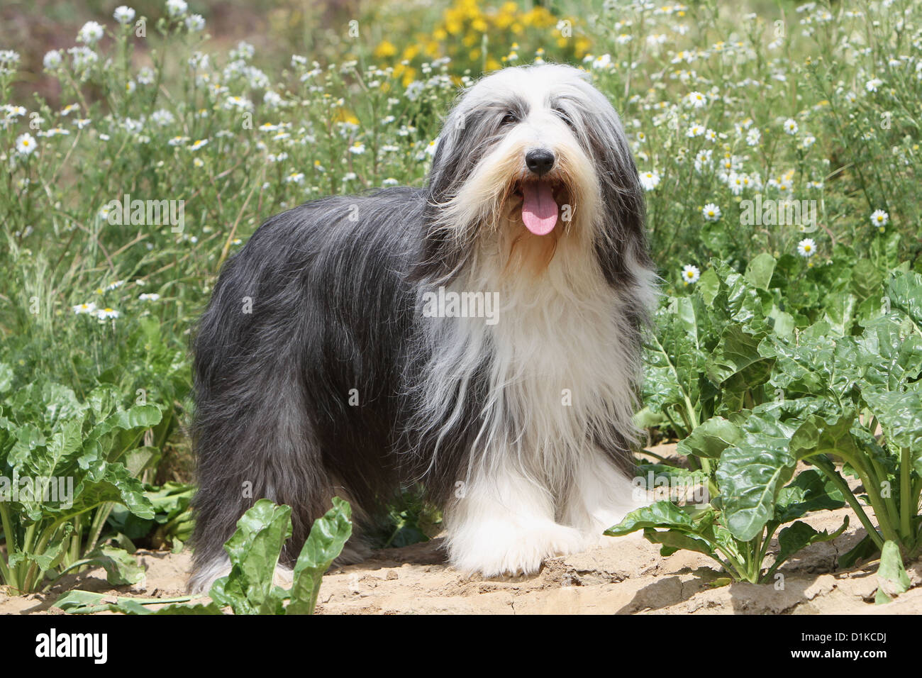 Bearded collie standing hi-res stock photography and images - Alamy