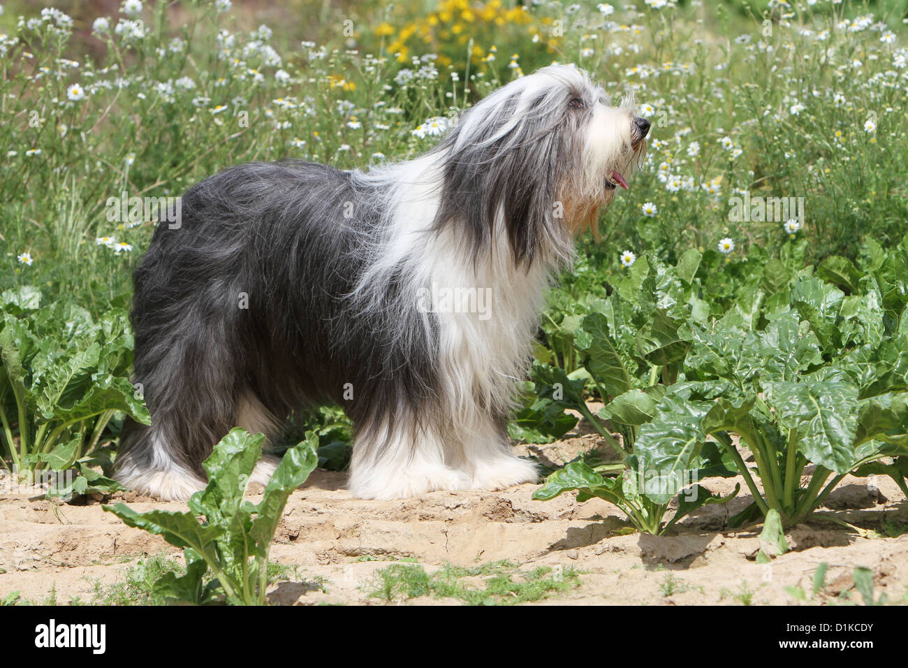 Beardeds High Resolution Stock Photography and Images - Alamy