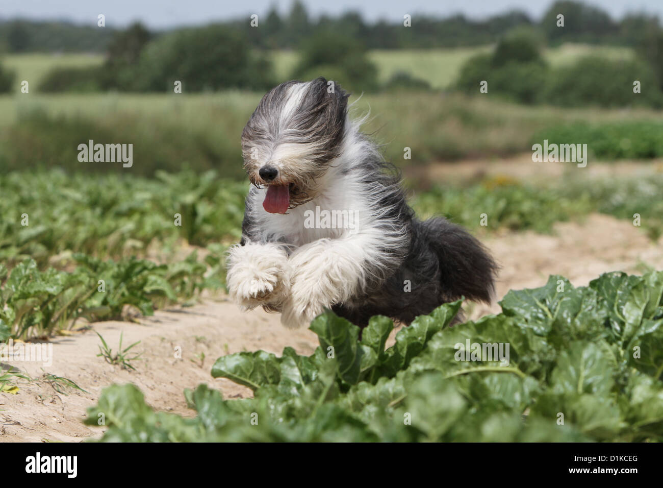 Running bearded collie hi-res stock photography and images - Alamy