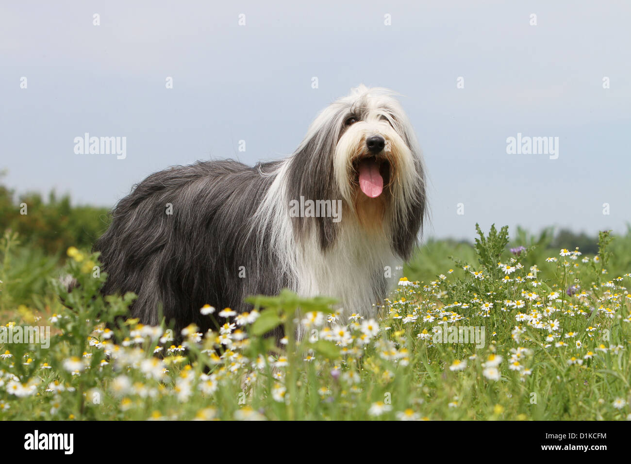 Beardeds High Resolution Stock Photography and Images - Alamy