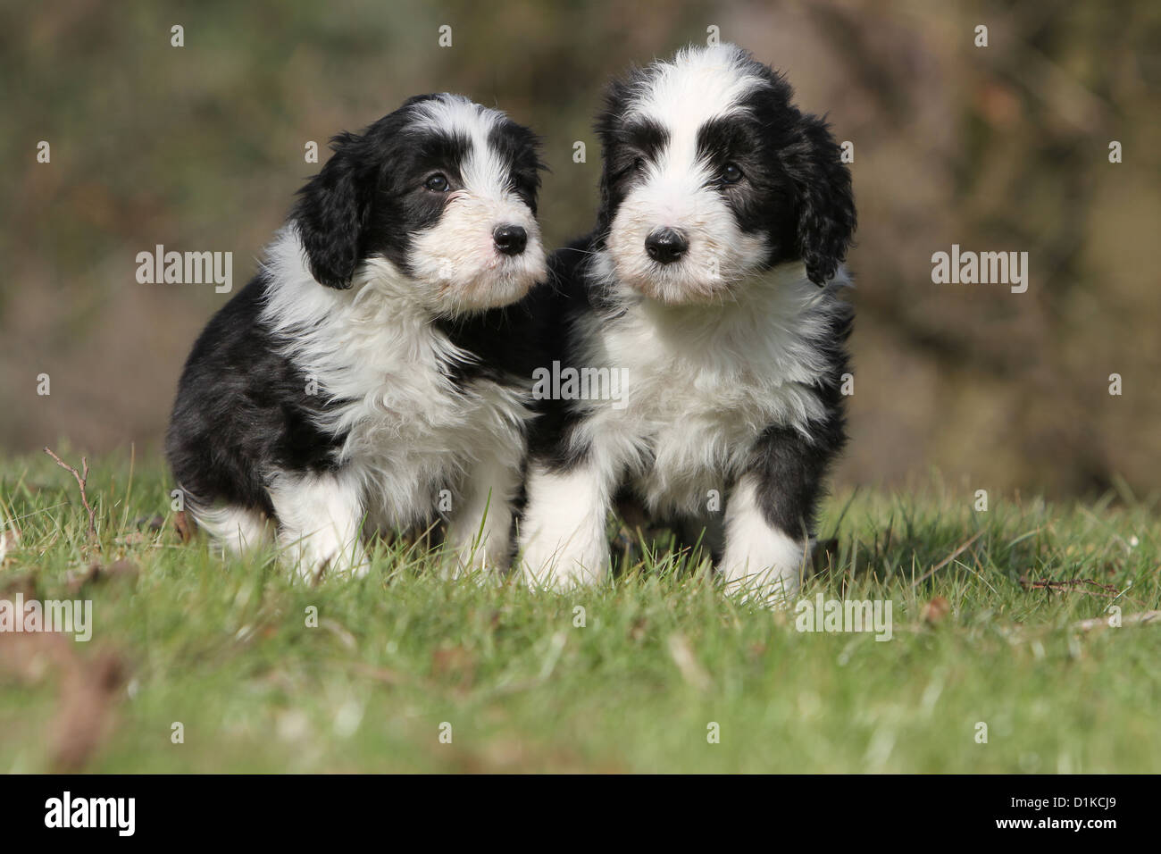 Bearded collie puppies hi-res stock photography and images - Alamy