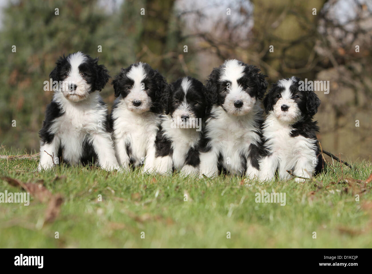 Five puppies hi-res stock photography and images - Alamy