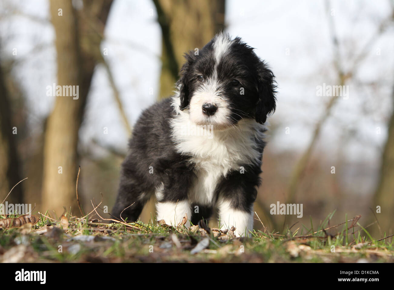 Bearded collie puppies hi-res stock photography and images - Alamy
