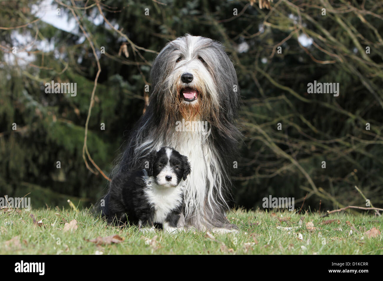 Dog Bearded Collie / Beardie adult and puppy Stock Photo - Alamy
