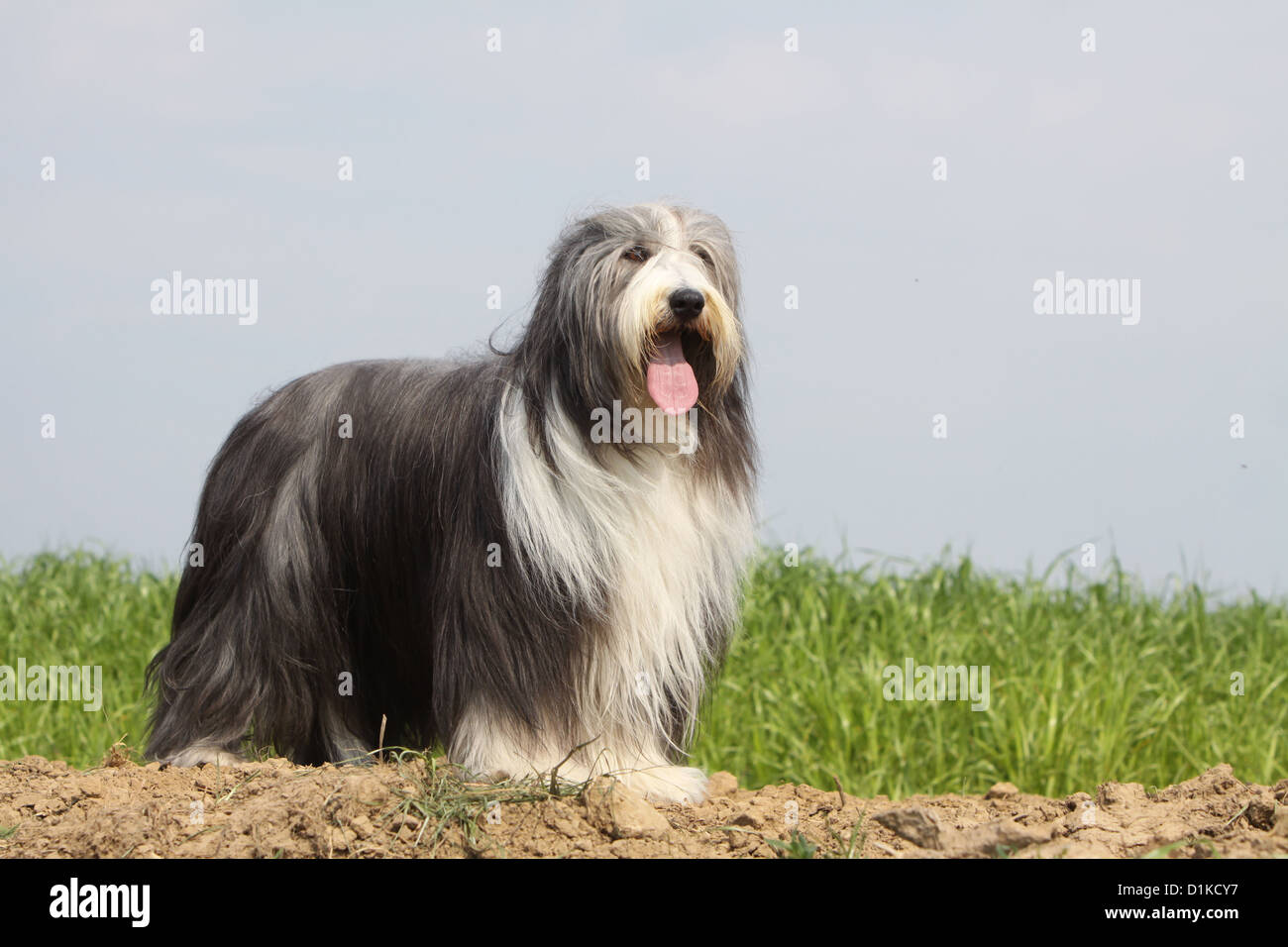 Dog Bearded Collie / Beardie adult standard profile Stock Photo - Alamy