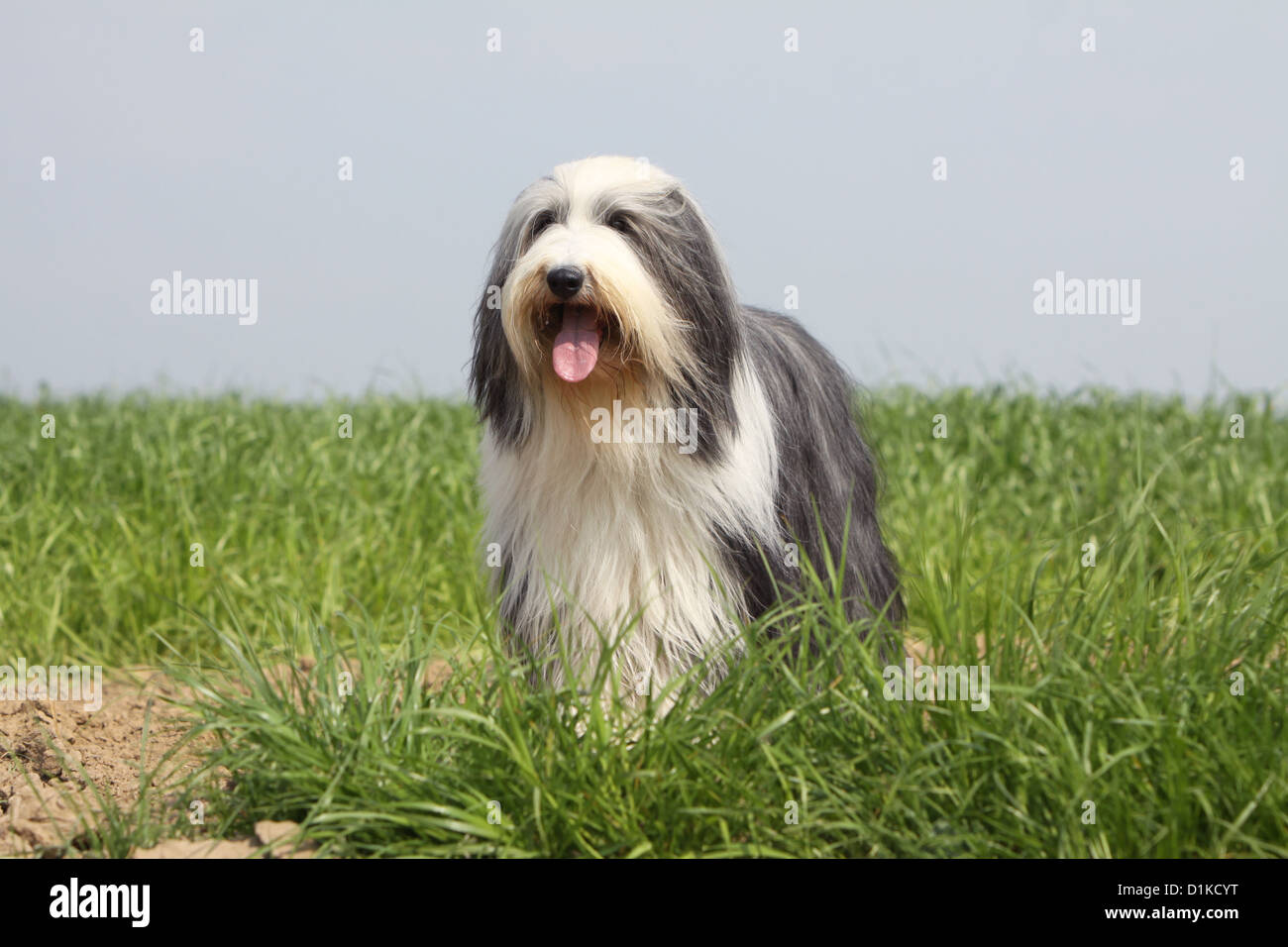 Bearded collie hi-res stock photography and images - Alamy