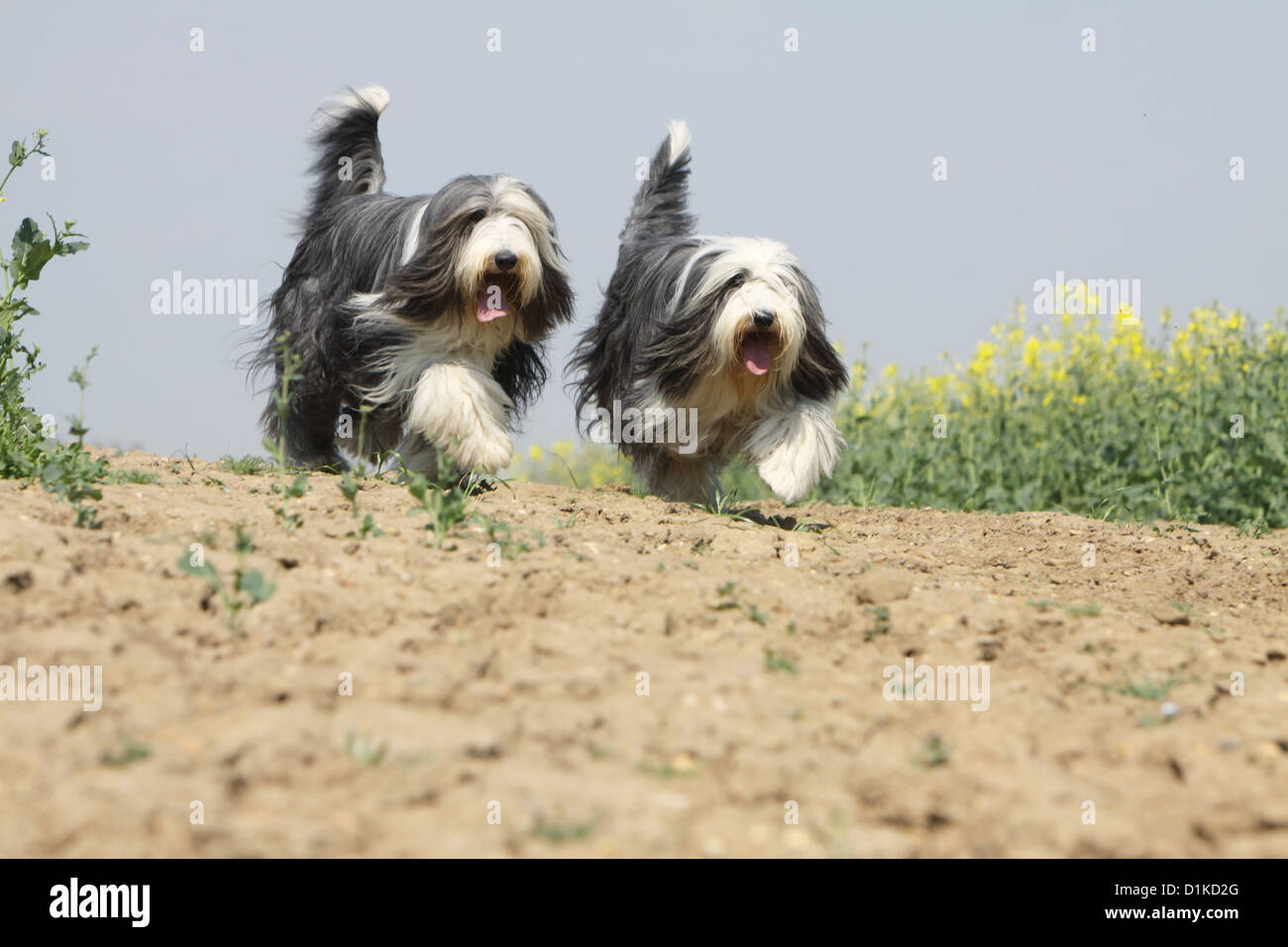 Two dogs running together hi-res stock photography and images - Alamy