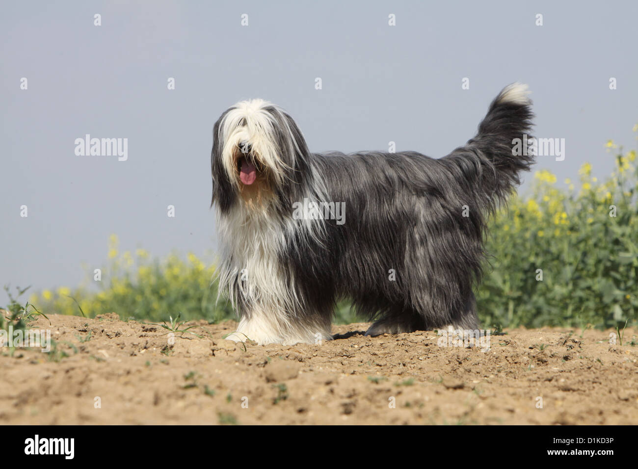 Beardie animals dogs hi-res stock photography and images - Alamy