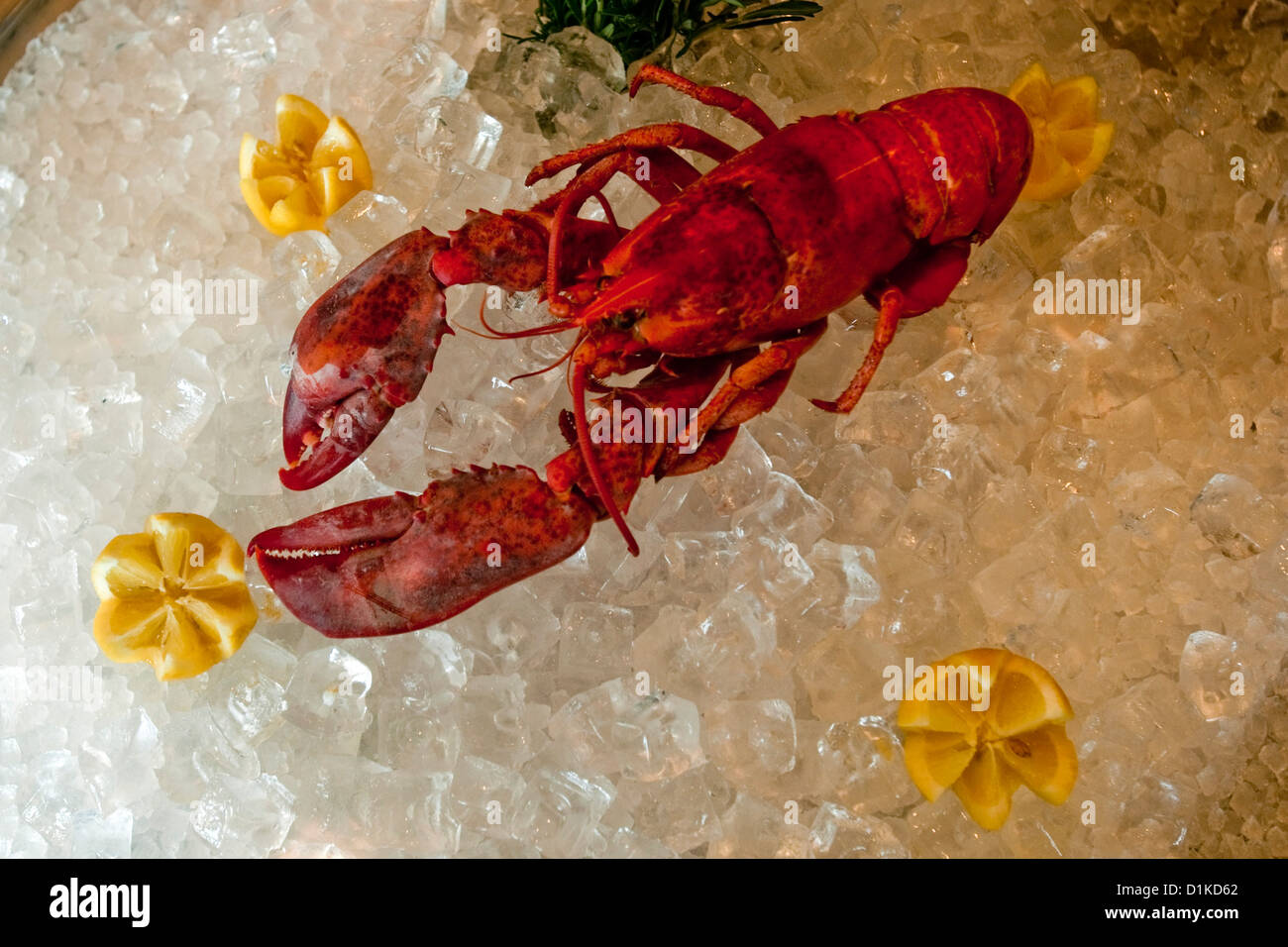 Österreich, Wien 1, Do & Co Restaurant Stephansplatz, Hummer auf Eis ...