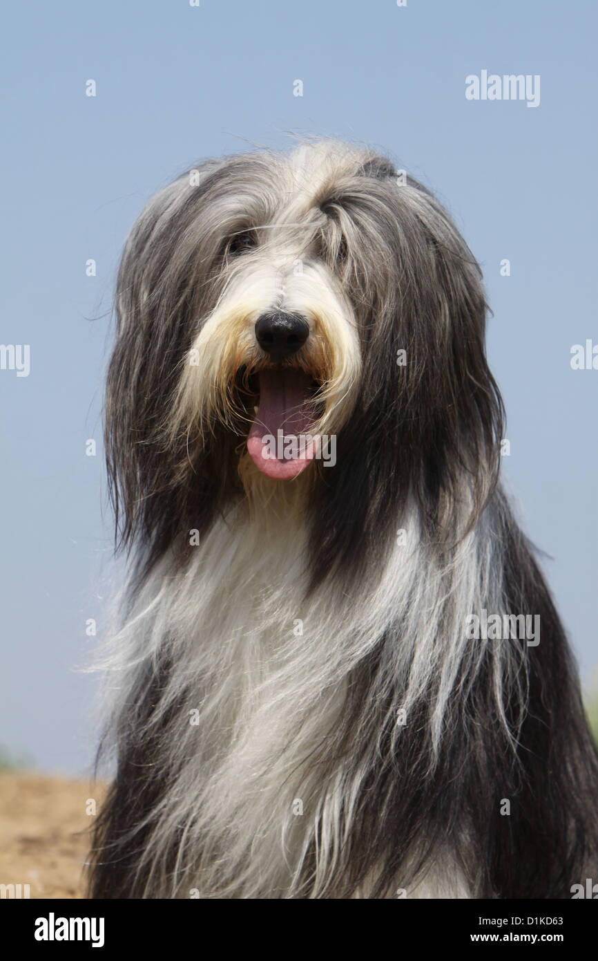 Dog Bearded Collie / Beardie adult portrait Stock Photo - Alamy