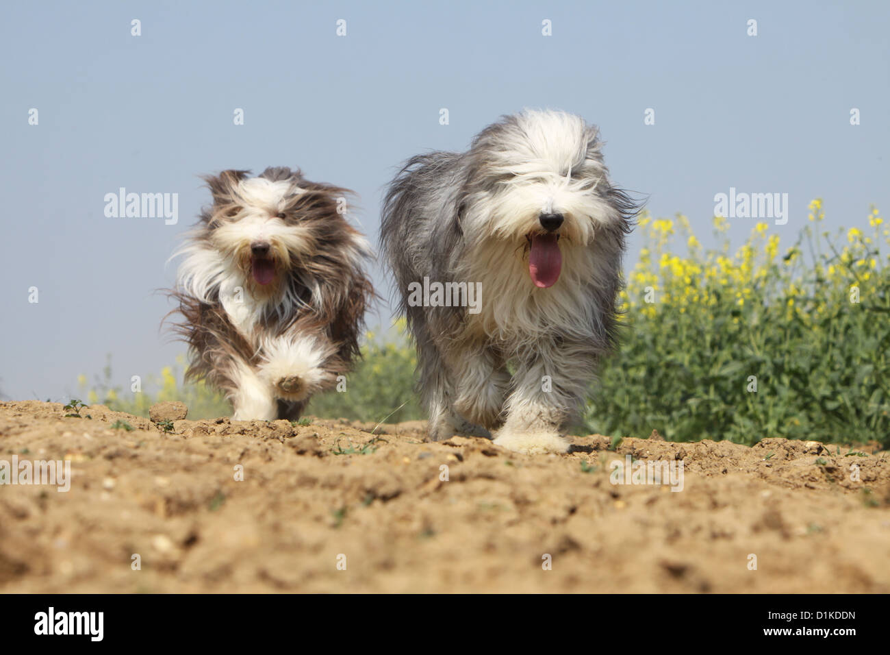 Dog Bearded Collie / Beardie two adults different colors running in a ...