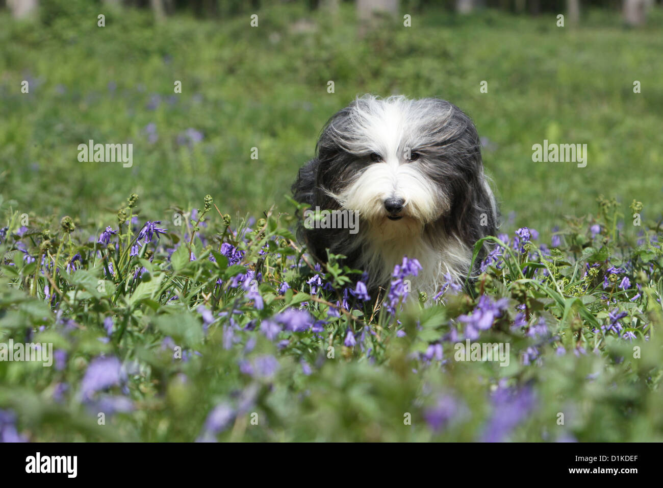 Herding dog breeds hi-res stock photography and images - Alamy