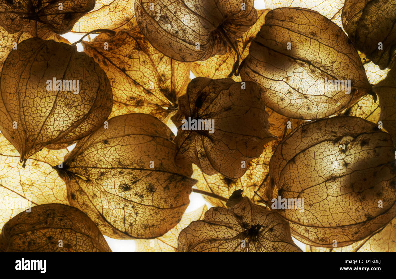 Bladder cherries hi-res stock photography and images - Alamy