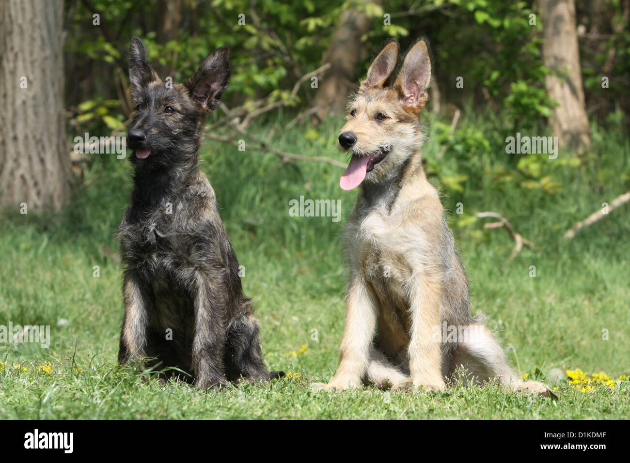 Picardy shepherd hi-res stock photography and images - Alamy