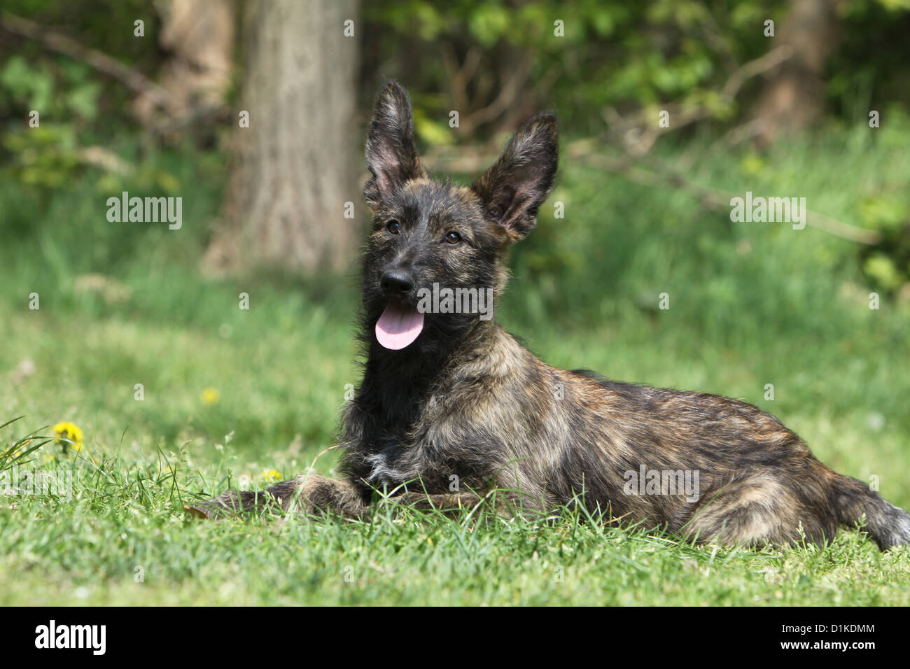 Berger picard dog puppies hi-res stock photography and images - Alamy