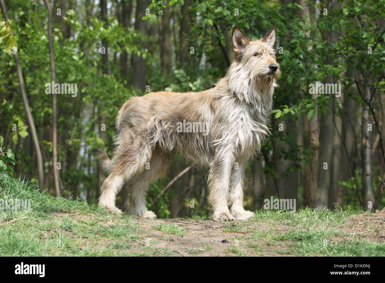 Picards hi-res stock photography and images - Alamy
