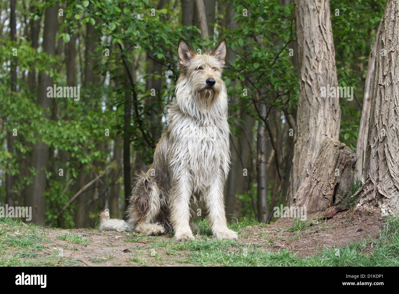 Dog Berger Picard / Picardy Shepherd adult sitting in a forest Stock ...