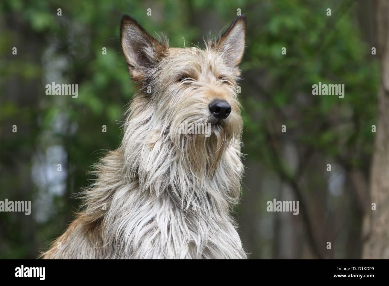 Dog Berger Picard / Picardy Shepherd adult portrait Stock Photo - Alamy