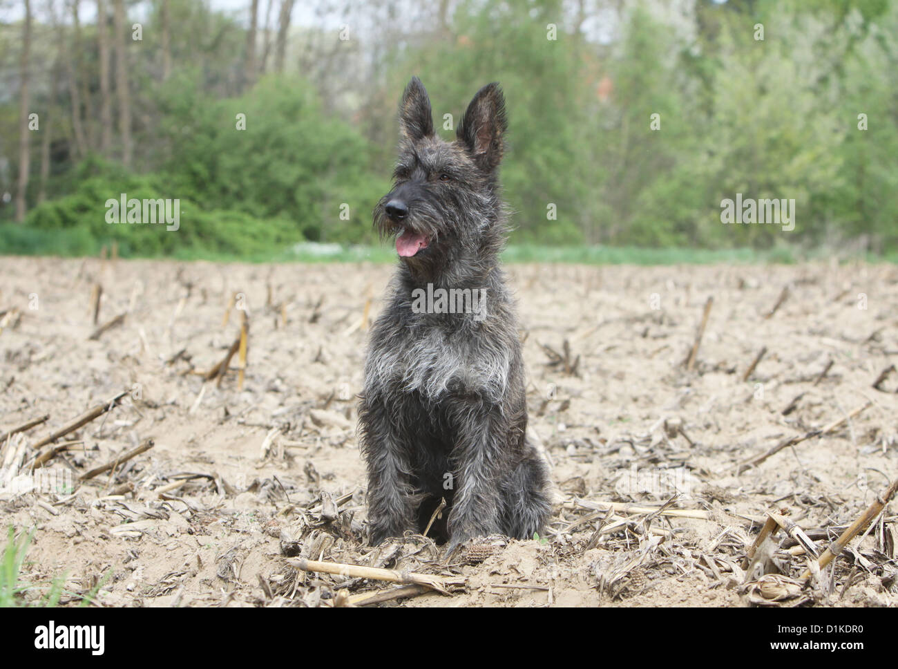 Dog Berger Picard / Picardy Shepherd adult sitting in a field Stock ...