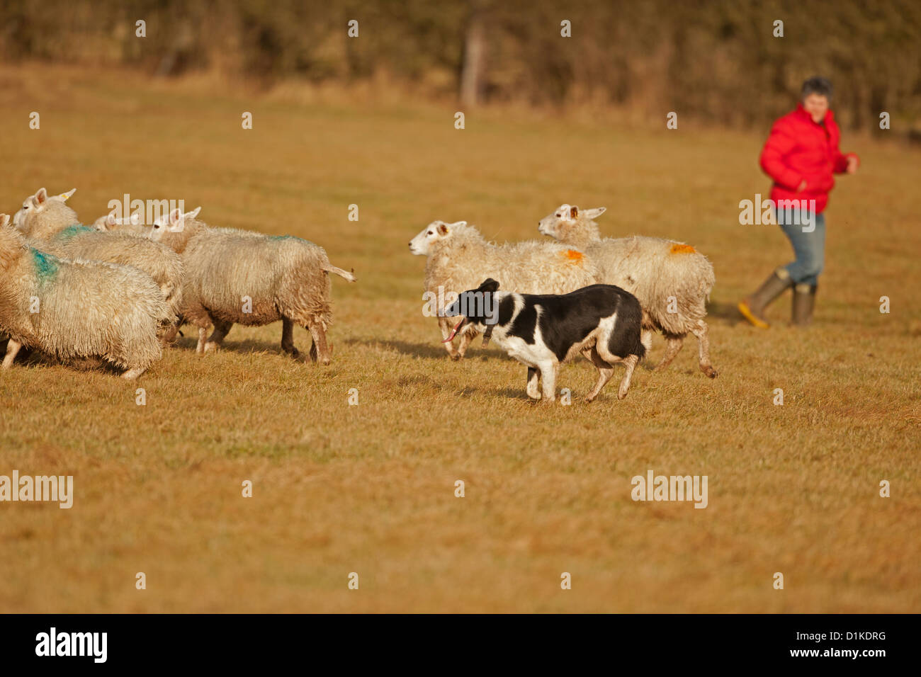 Working sheep with border collie,Herefordshire, England Stock Photo - Alamy