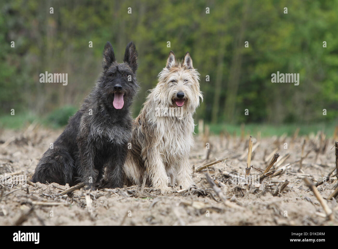 Dog Berger Picard / Picardy Shepherd two adults different colors ...