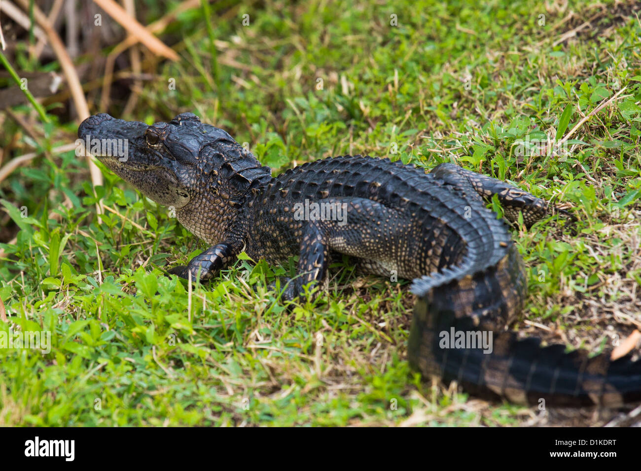 Alligator, Florida Everglades National Park Stock Photo - Alamy