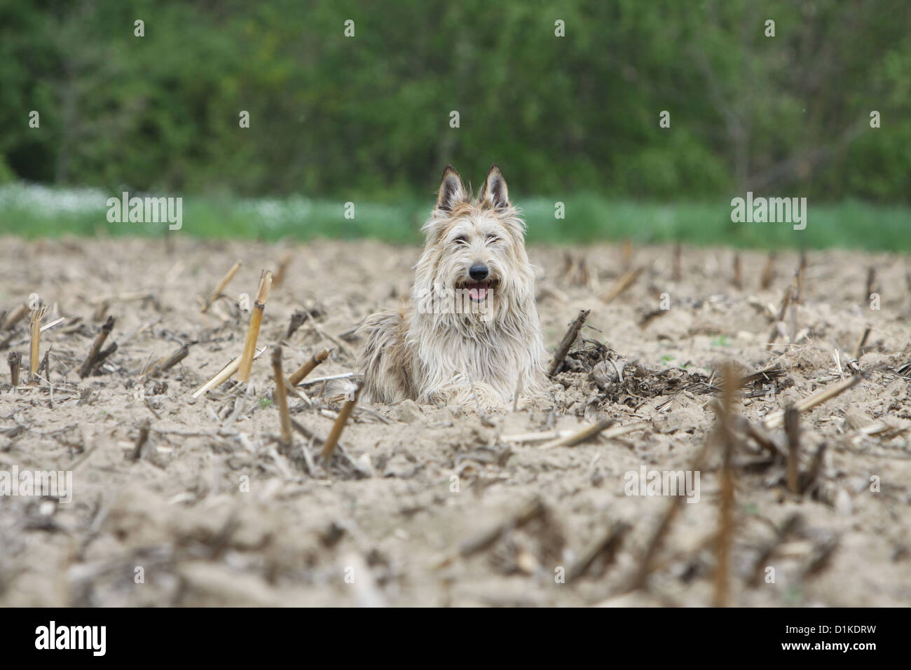 Dog Berger Picard / Picardy Shepherd adult lying in a field Stock Photo ...