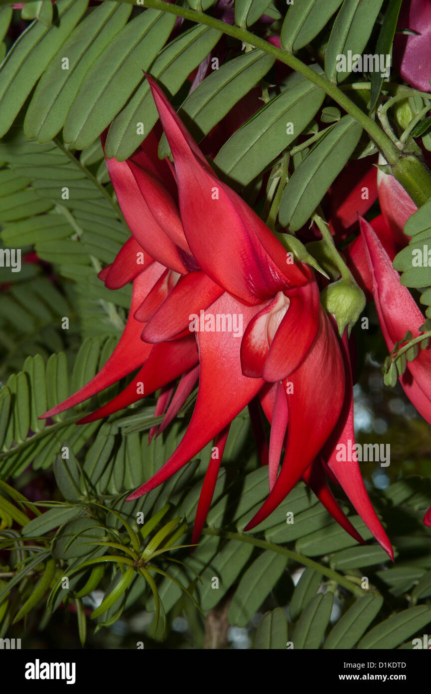 From the Kakabeak Clianthus maximus flowering in Boundary Stream Res ...