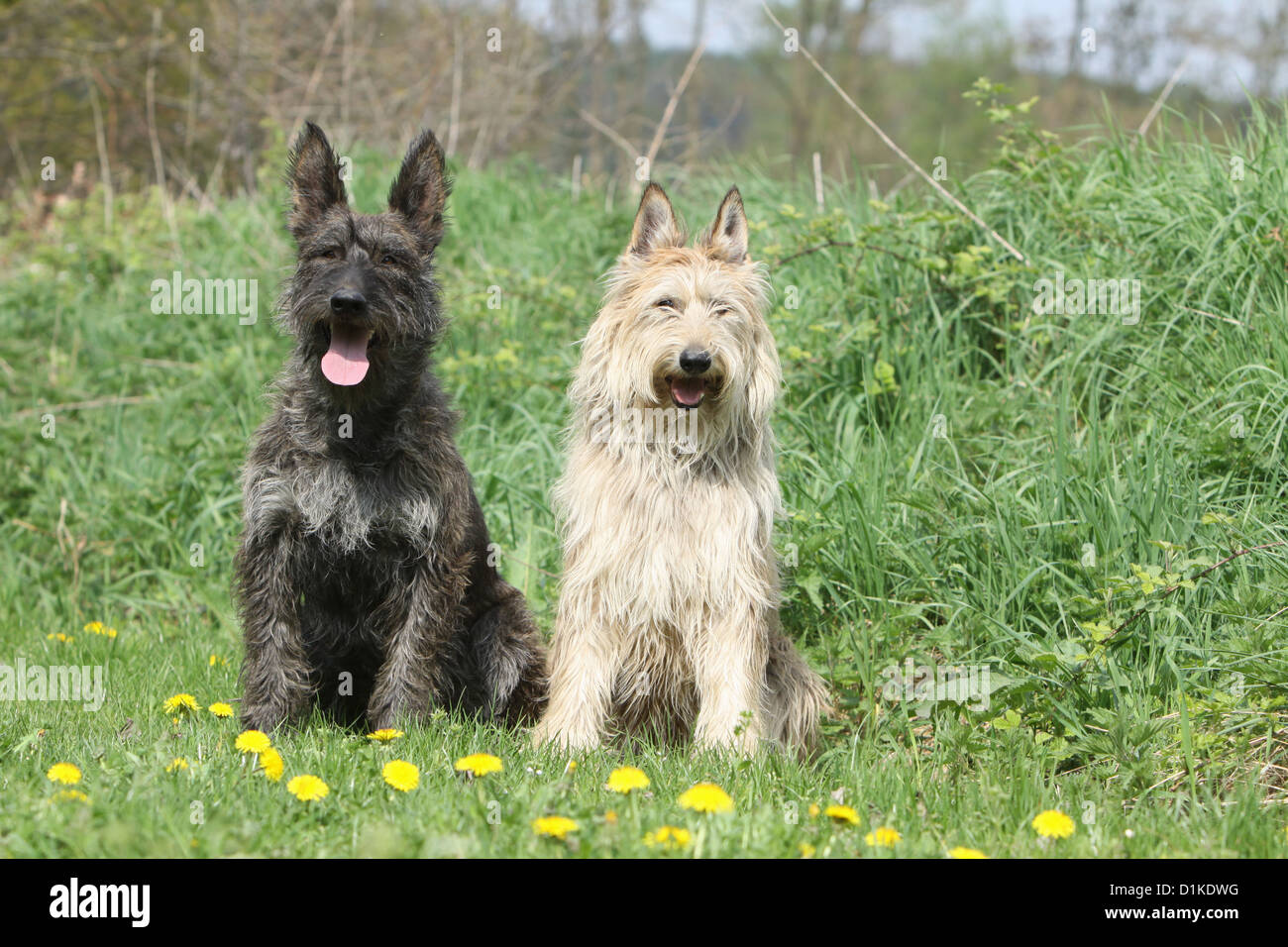 Dog Berger Picard / Picardy Shepherd two adults different colors ...