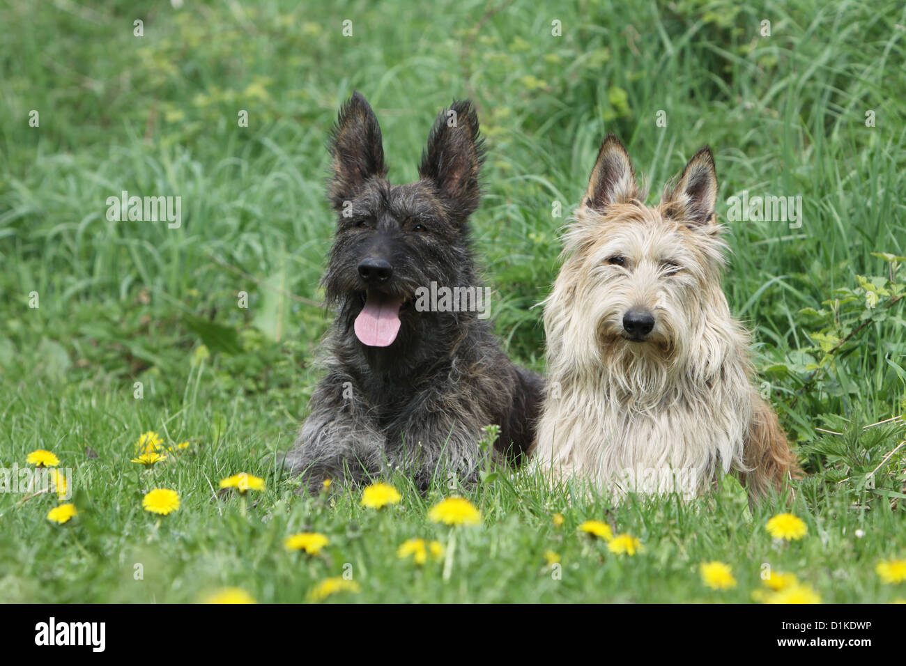 Dog Berger Picard / Picardy Shepherd two adults different colors lying ...