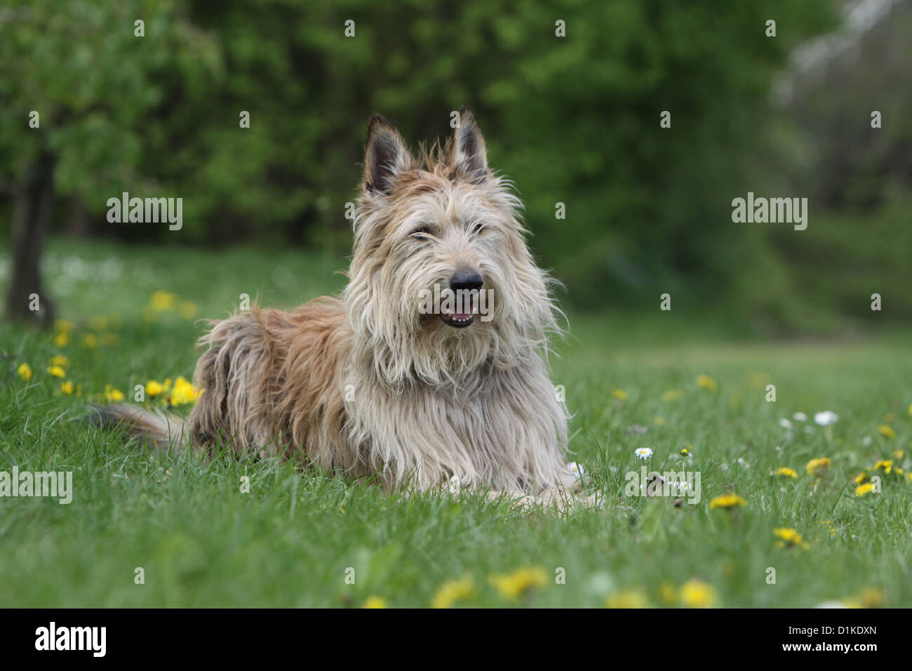 Lying berger picard dog hi-res stock photography and images - Alamy