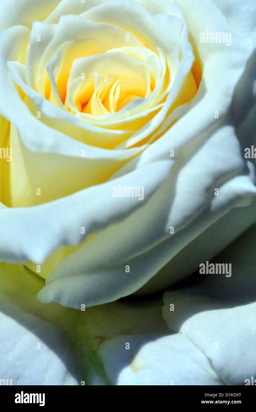 Floral sing and symbol hi-res stock photography and images - Alamy