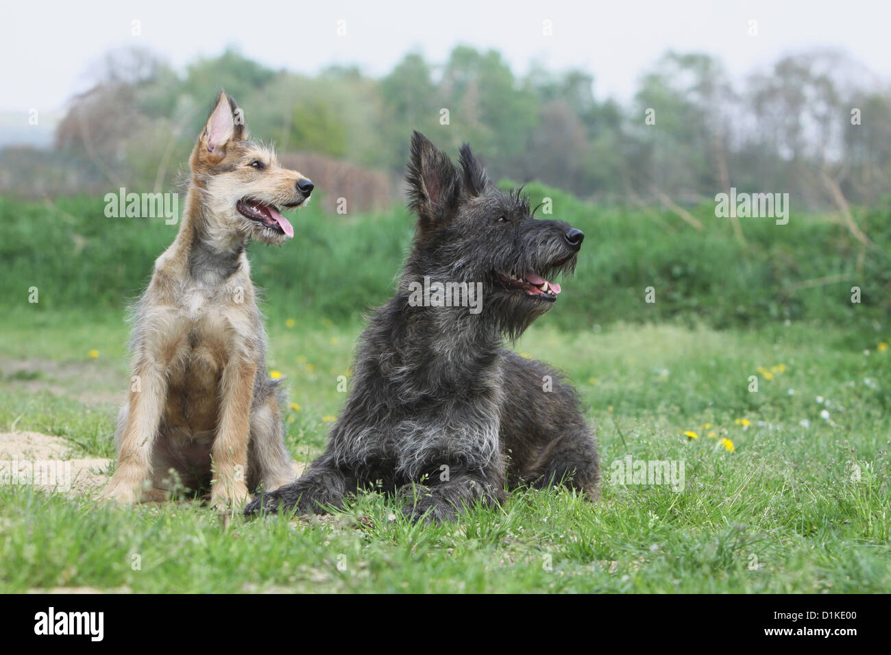 Dog Berger Picard / Picardy Shepherd adult and puppy different colors ...