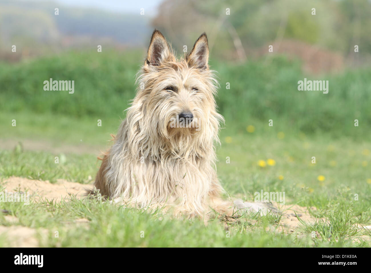 Lying berger picard dog hi-res stock photography and images - Alamy