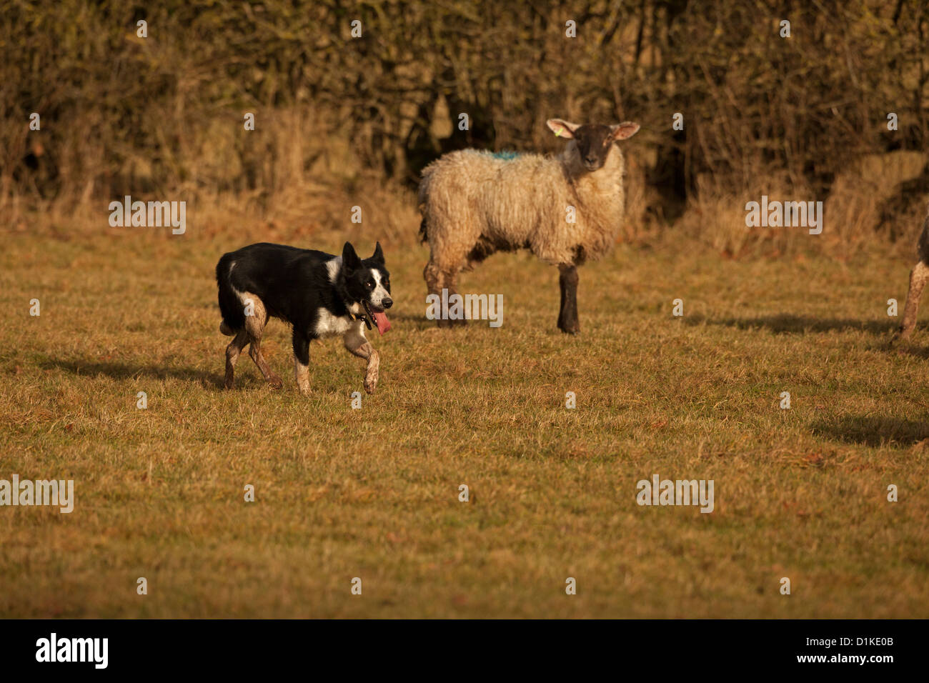 Border collie, herding sheep, Herefordshire, England, United Kingdom ...