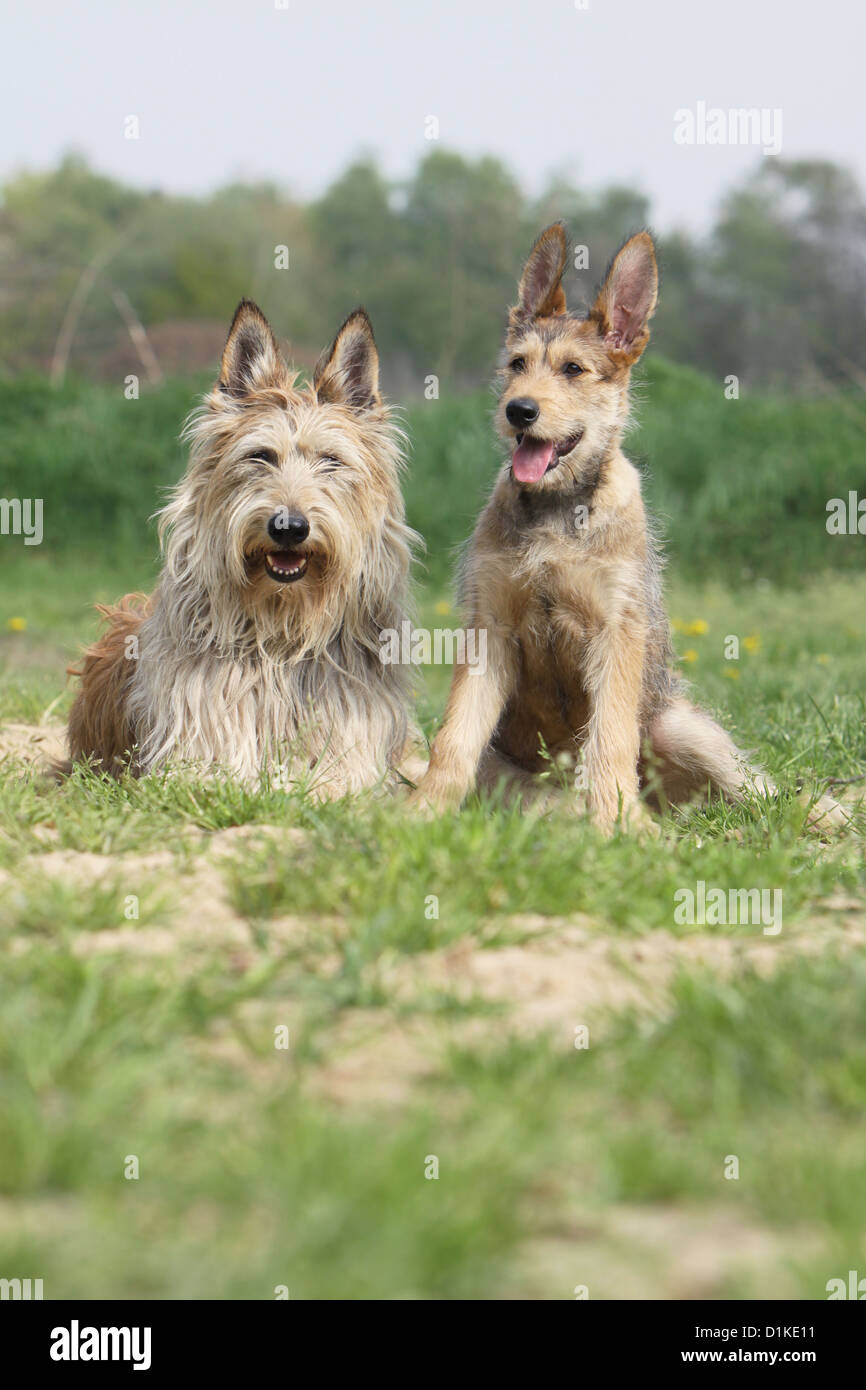 Dog Berger Picard / Picardy Shepherd adult and puppy fawn Stock Photo ...