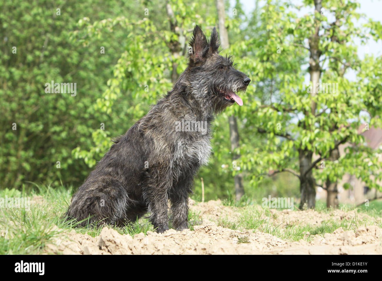 Dog Berger Picard / Picardy Shepherd adult sitting in a field Stock ...