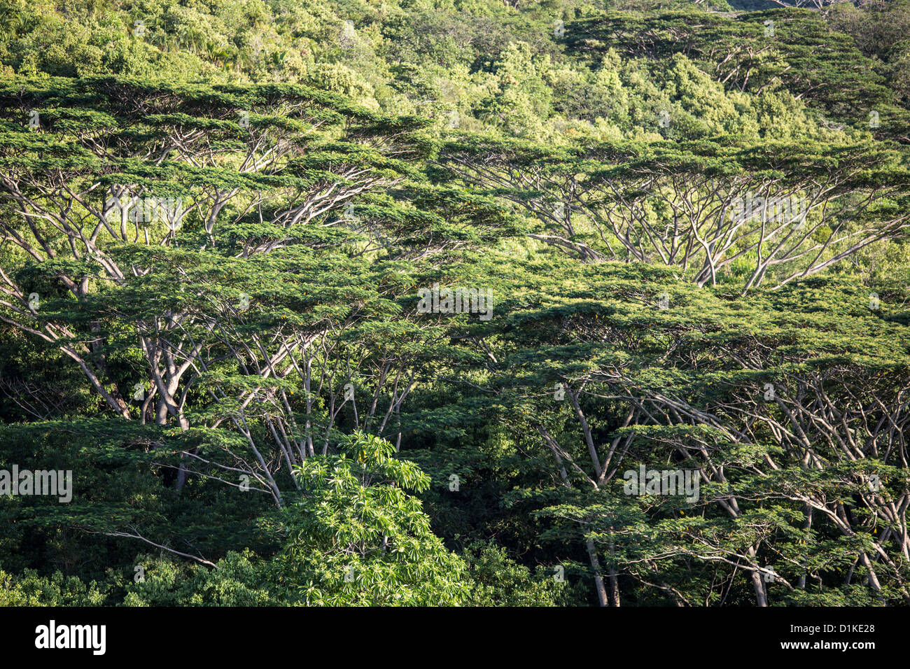 Seychelles forest hi-res stock photography and images - Alamy