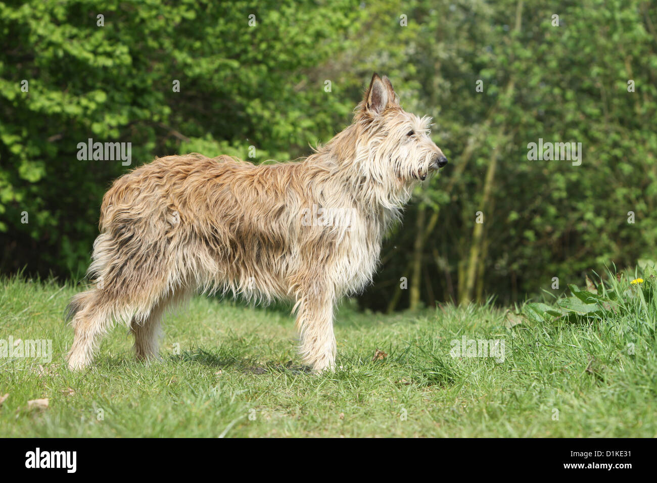 Dog Berger Picard / Picardy Shepherd adult standard profile Stock Photo ...