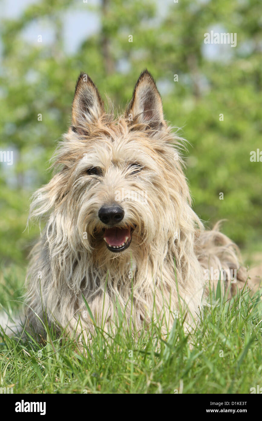 Dog Berger Picard / Picardy Shepherd adult lying in a meadow Stock ...