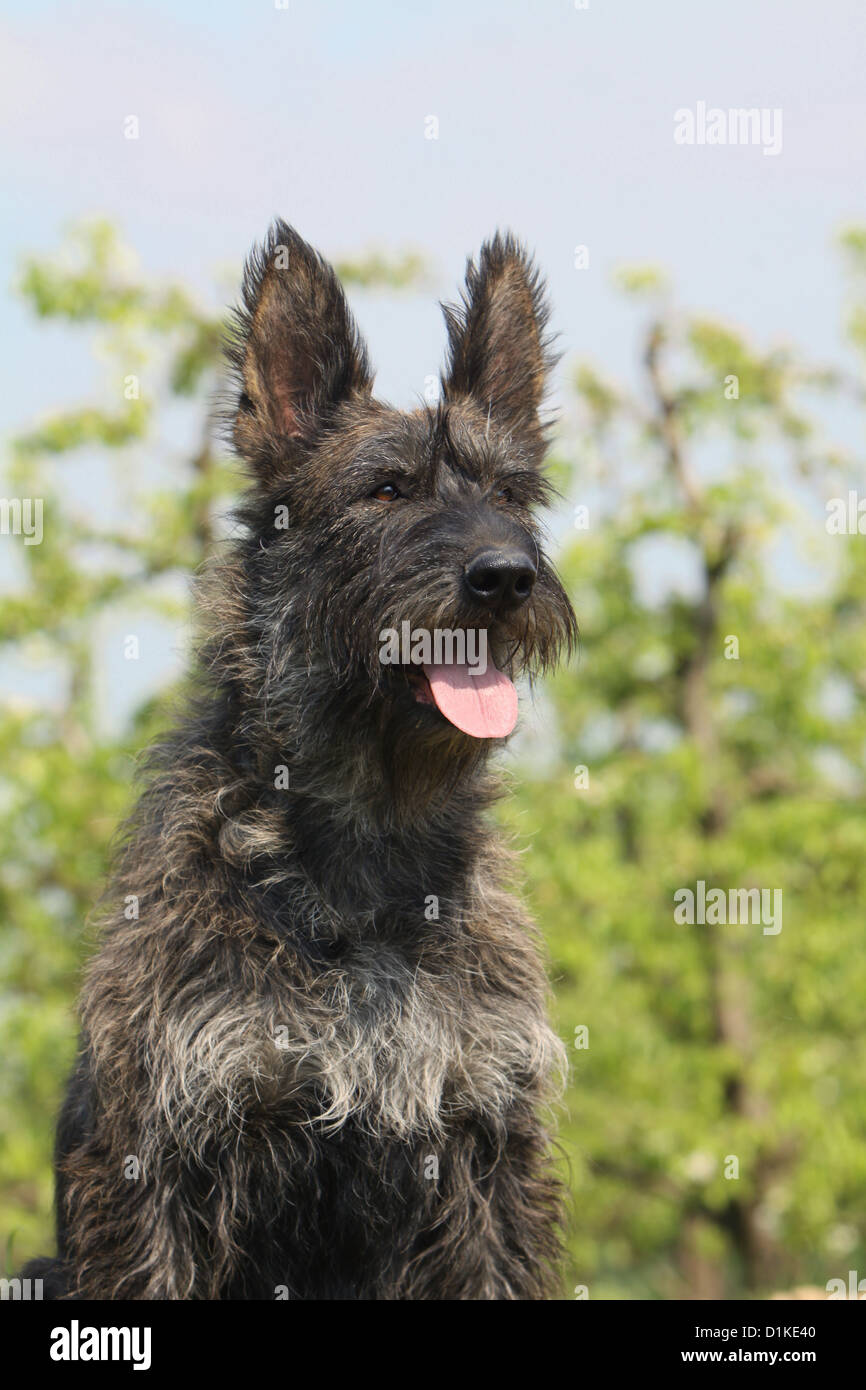 Dog Berger Picard / Picardy Shepherd adult portrait Stock Photo - Alamy
