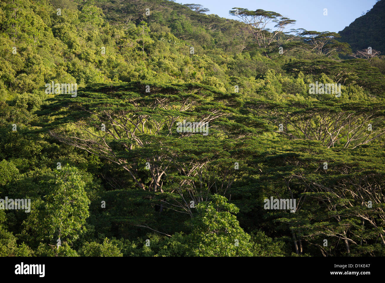 Tropical forest on Mahe Island, Seychelles Stock Photo - Alamy