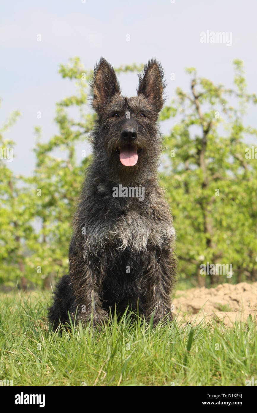 Dog Berger Picard / Picardy Shepherd adult sitting in a meadow Stock ...