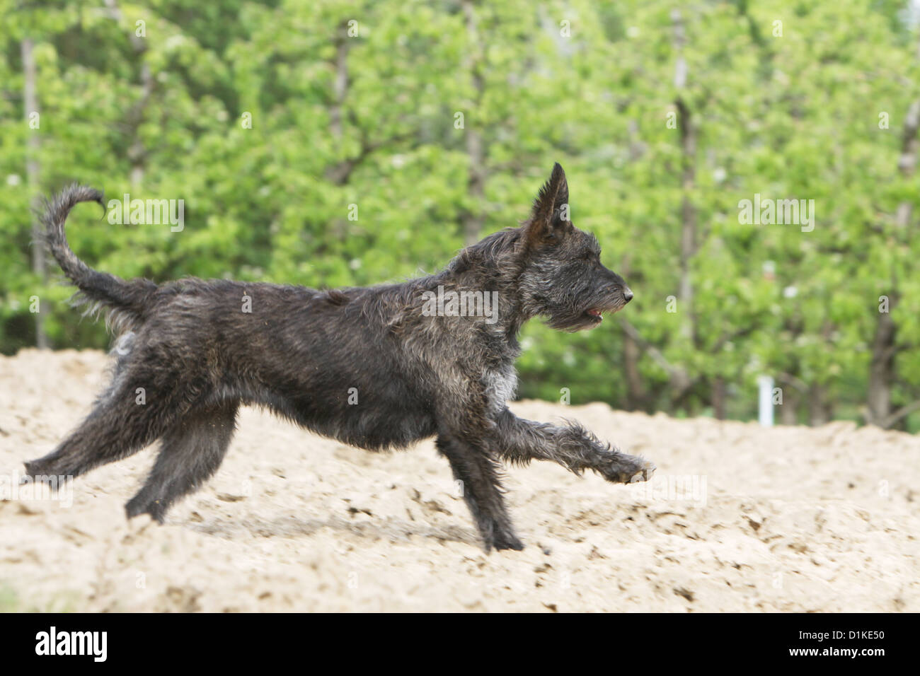 Dog Berger Picard / Picardy Shepherd adult running in a field Stock ...