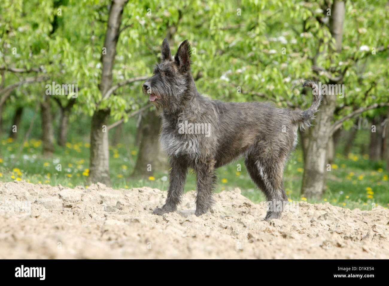 Dog Berger Picard / Picardy Shepherd adult standard profile Stock Photo ...