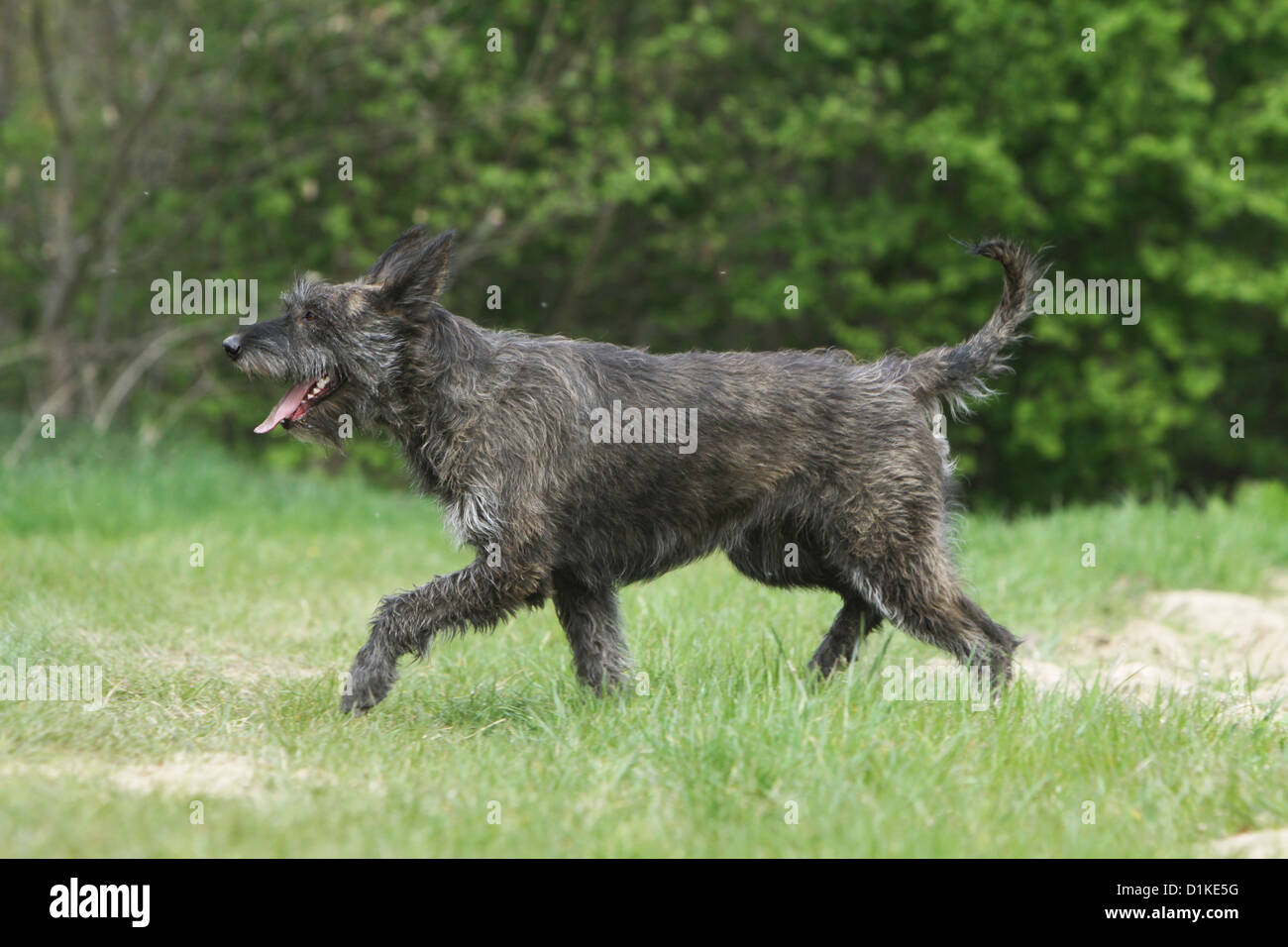Dog berger picard picardy shepherd hi-res stock photography and images ...